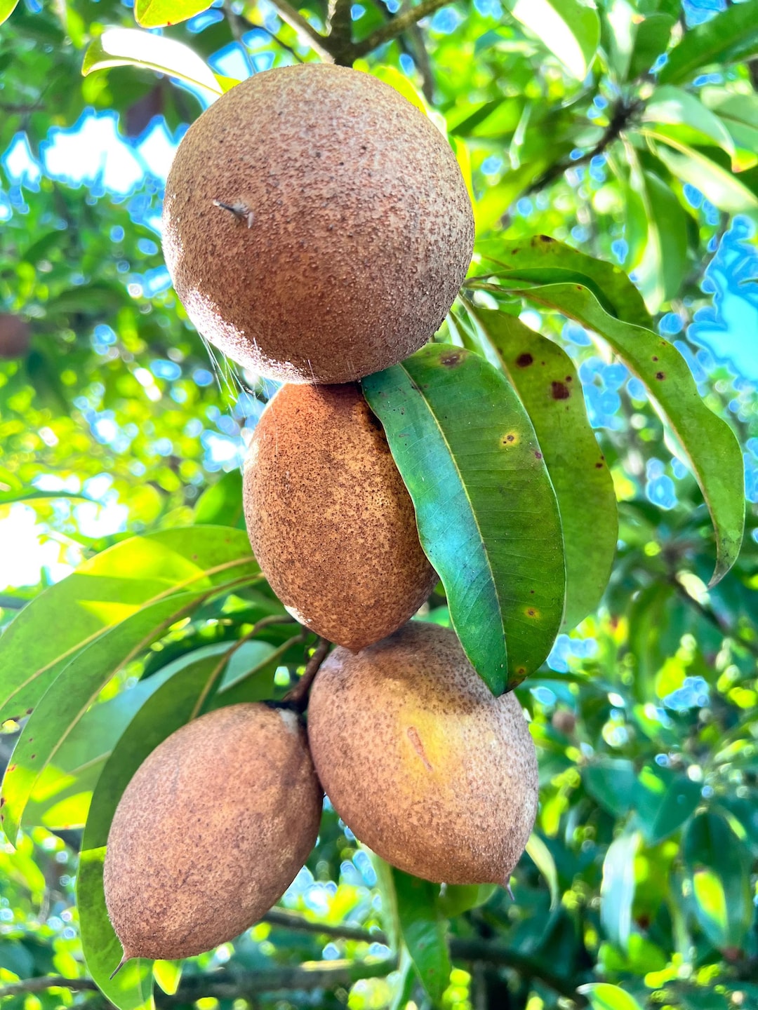Sapodilla Fruit (manilkara Zapota) Nispero Tropical Live Fruit Tree ...