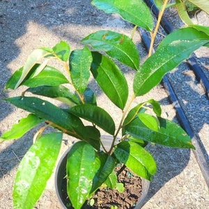 Purple Star Apple Live Fruit Tree/ Chrysophyllum Cainito/ 12inch-24 ...