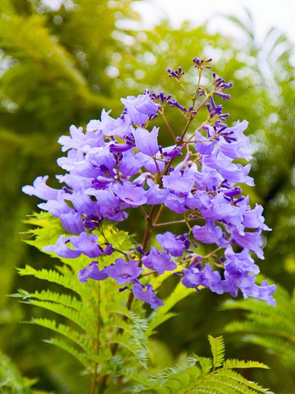 Blue Jacaranda “jacaranda Mimosifolia” Live Flower Tree 1ft-2ft - Etsy
