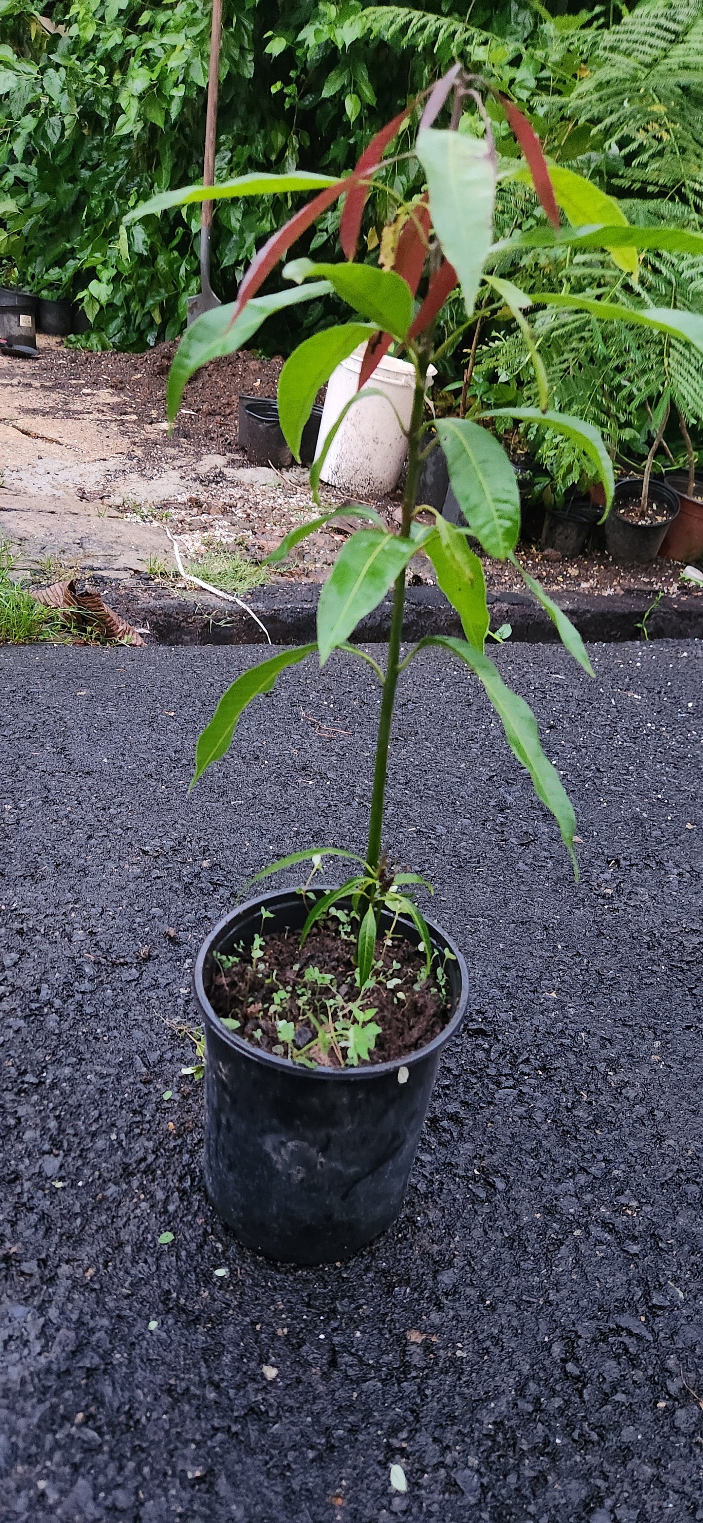 Seedling Keitt Mango(manglifera) Live Fruit Tropical Tree 1ft - Etsy