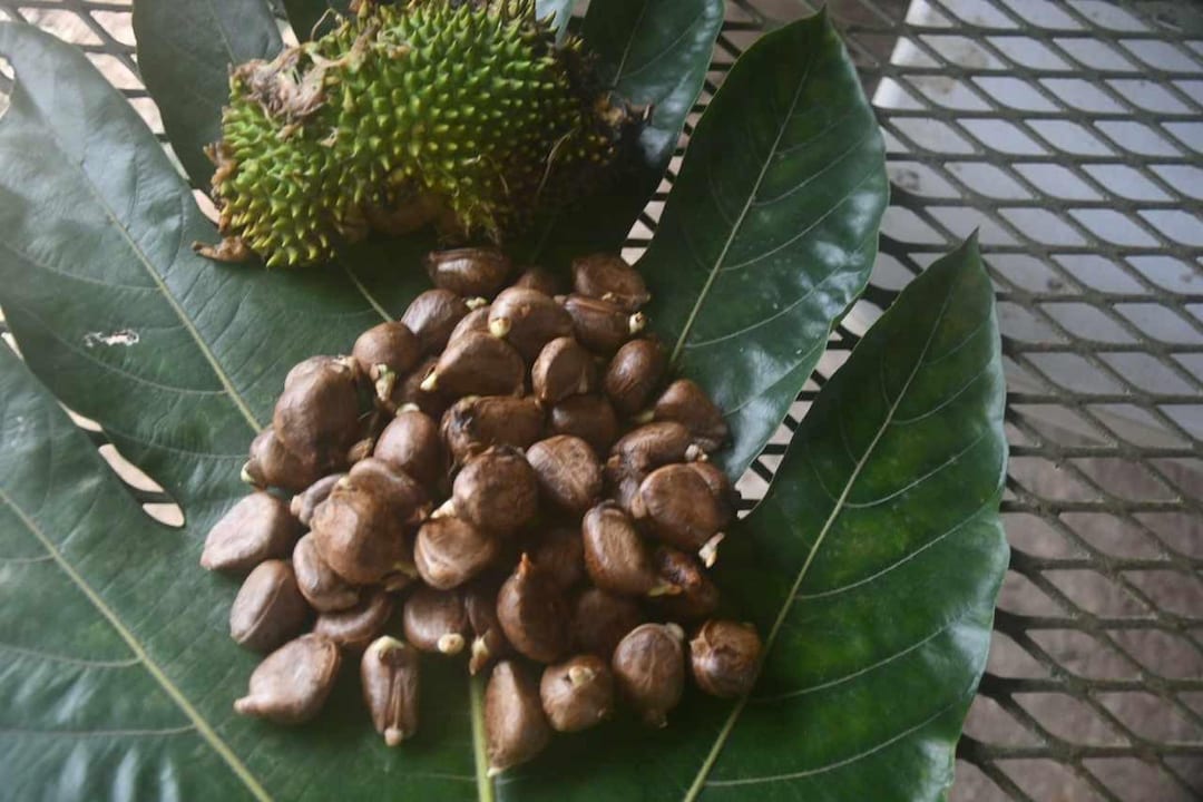 Breadnuts (SEEDS ONLY) 1lb Also Know as “fruta Del Pan”, “mazapán ...