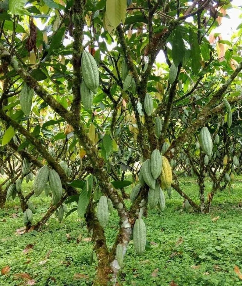 Grafted Yellow Cacao Tree (2-3ft) - Grow Your Own Chocolate! - Etsy