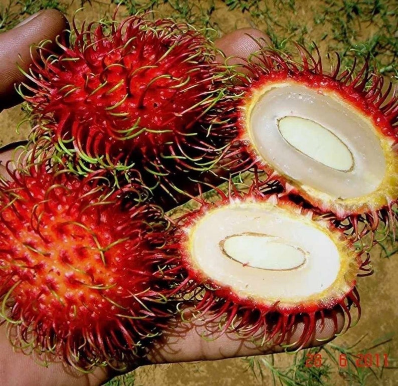 Grafted Red Rambutan Tree Tropical (nephelium Lappaceum) Live Fruit ...