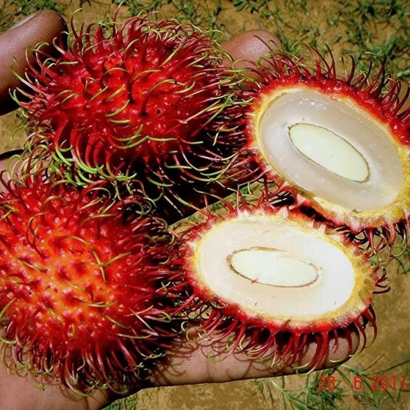 Grafted Fruit Trees Dwarf - Etsy