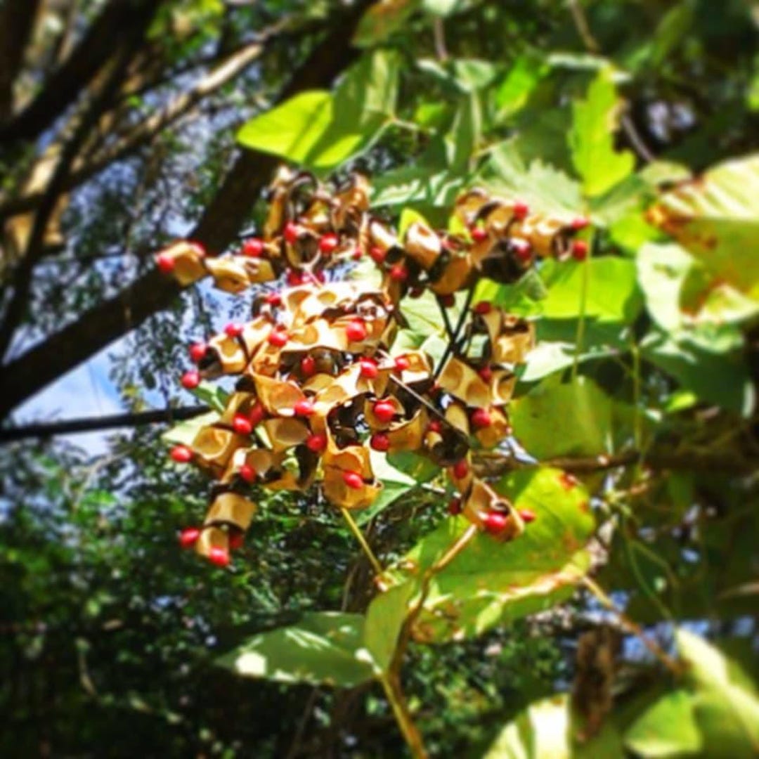 RARE Red Sandalwood, Coral Bead Tree Saga Adenanthera Pavonina ( 1 FEET ...