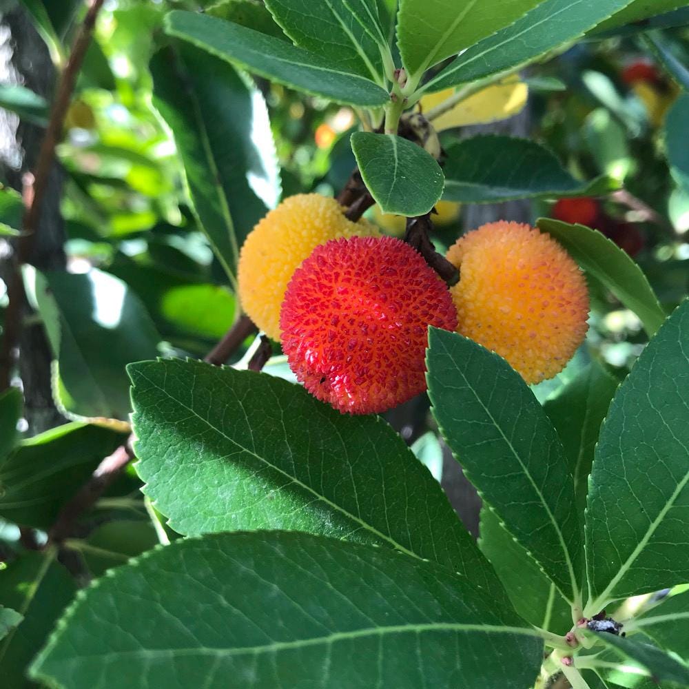 Big MADROÑO Live Frui Tree /arbutusunedo/ Strawberry Tree 2ft to 3ft - Etsy