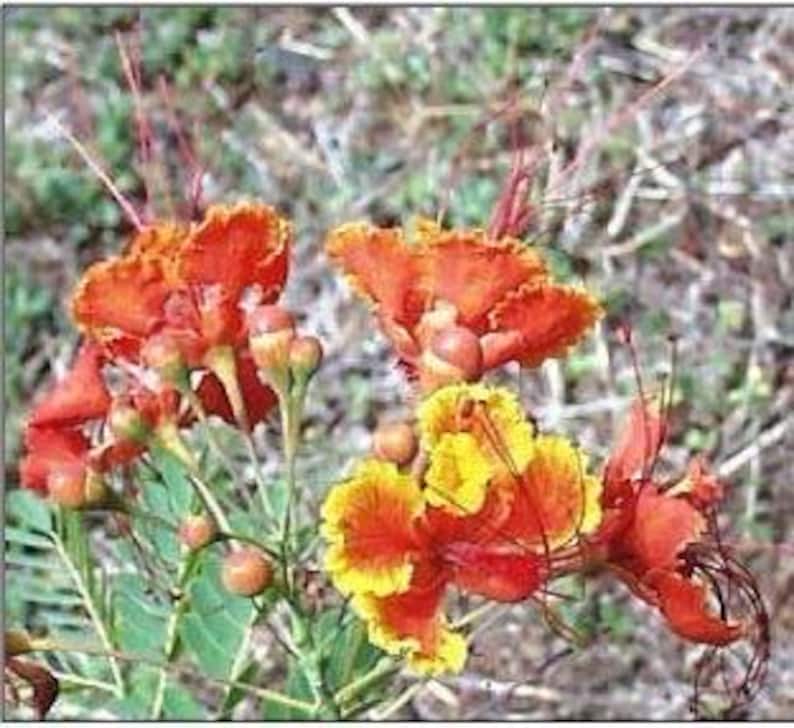 Red Flamboyan Tree /delonix Regia/ Royal Poinciana 2-3ft - Etsy