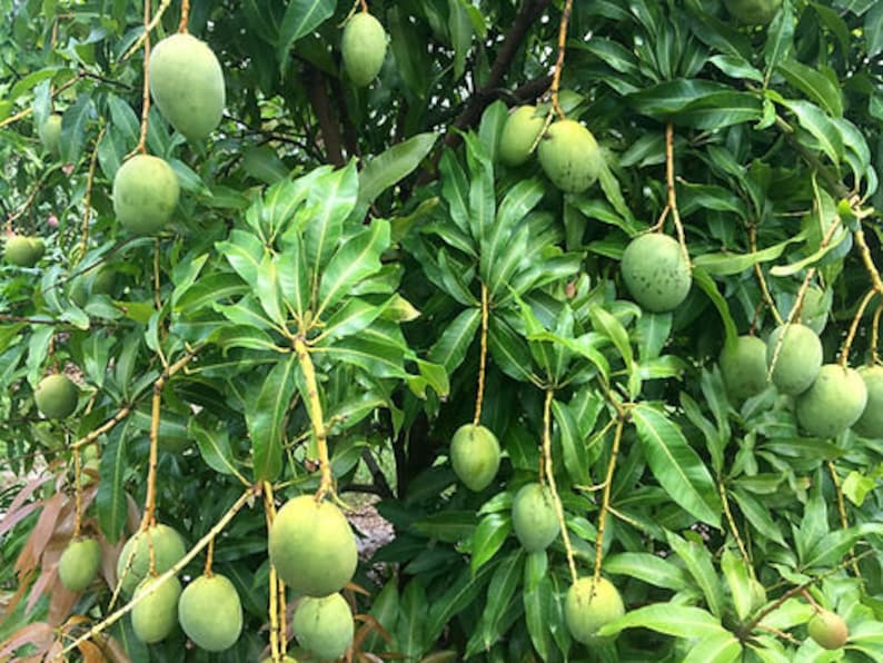 Giant GRAFTED Juliette Mango Tropical Live Fruit Tree (mangifera Indica ...