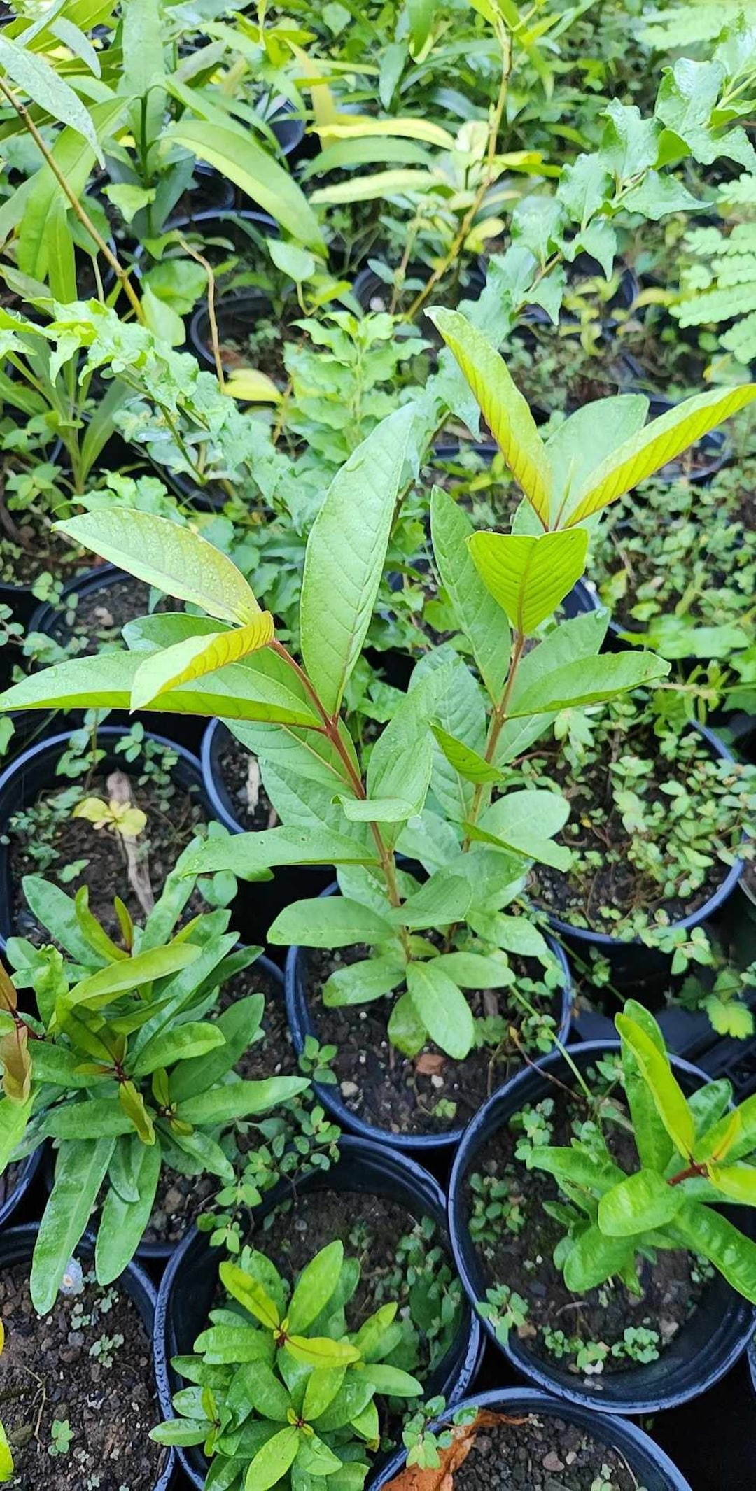Guayaba Pera Blanca (guava White Pear) (PSIDIUM Guajava)live Fruit Tree ...