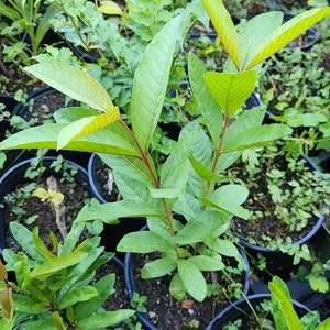 Guayaba Pera Blanca (guava White Pear) (PSIDIUM Guajava)live Fruit Tree ...