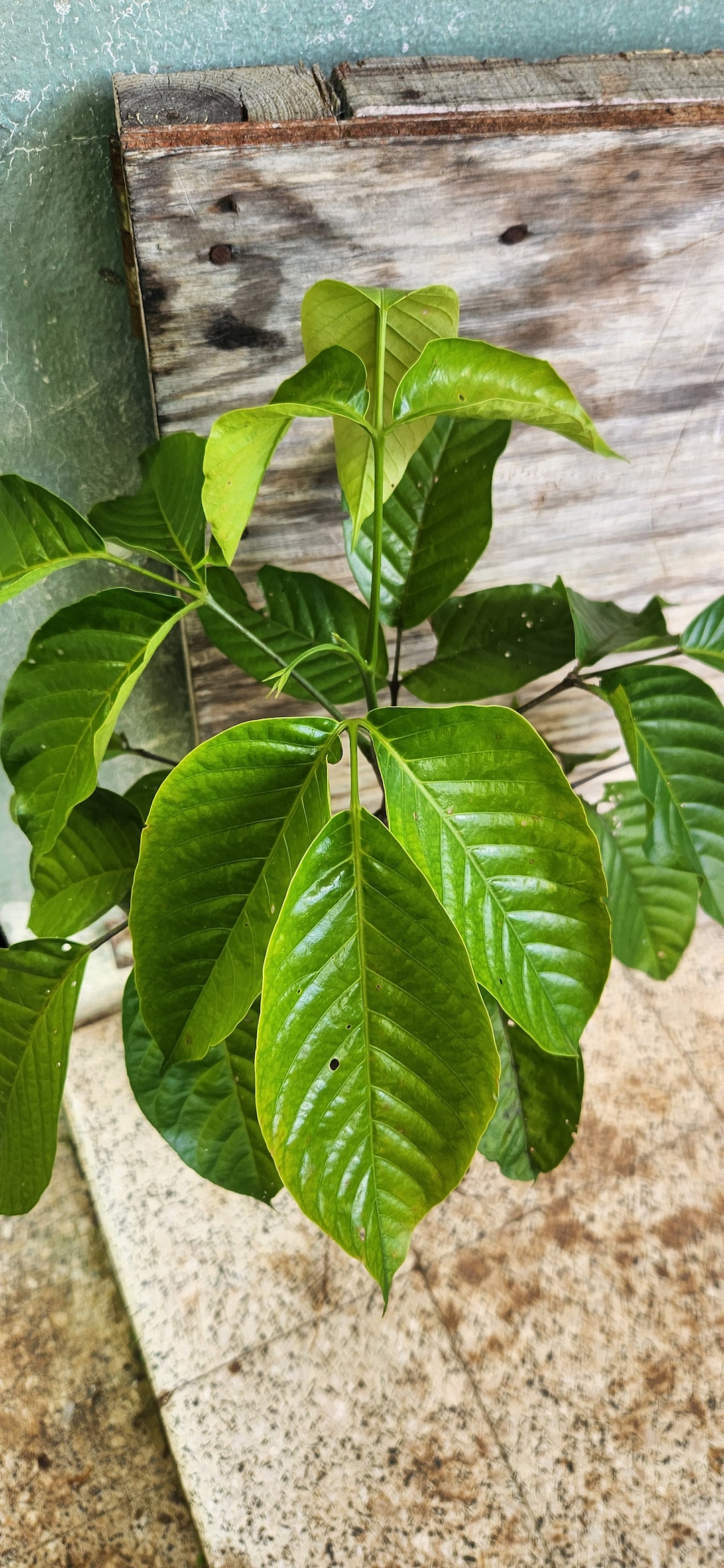 Santol (sandoricum Koetjape) LIVE TREE 12inch-24inch - Etsy