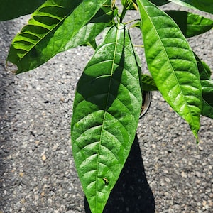 Live Cacao Tree: Yellow Tropical Chocolate Plant (10-24in) - Etsy