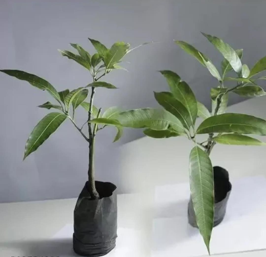 Kent Mango Tree Seedling (10in-24in) – Tropical Fruit Tree - Etsy