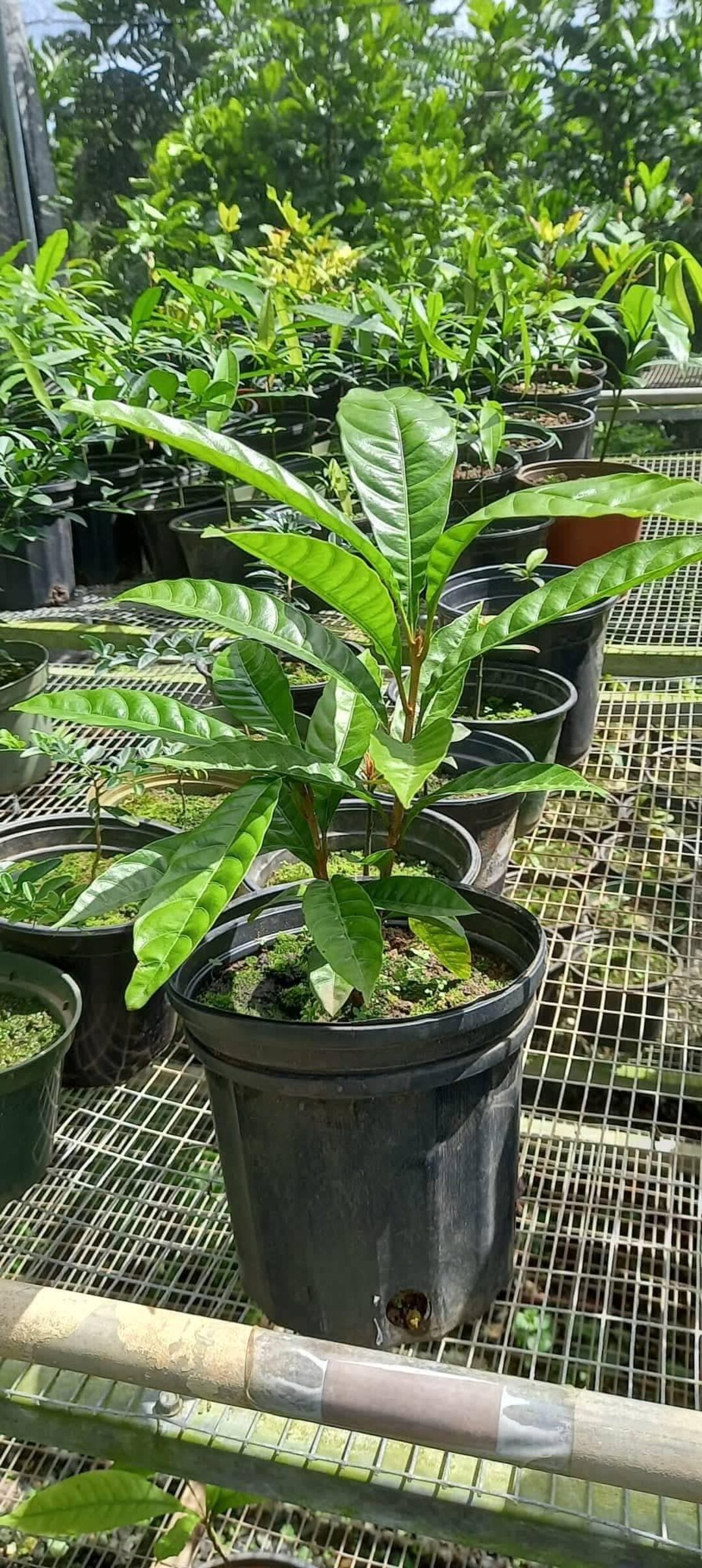 Canistel/pouteria Campechiana/live Fruit Tree/10inch-2ft - Etsy