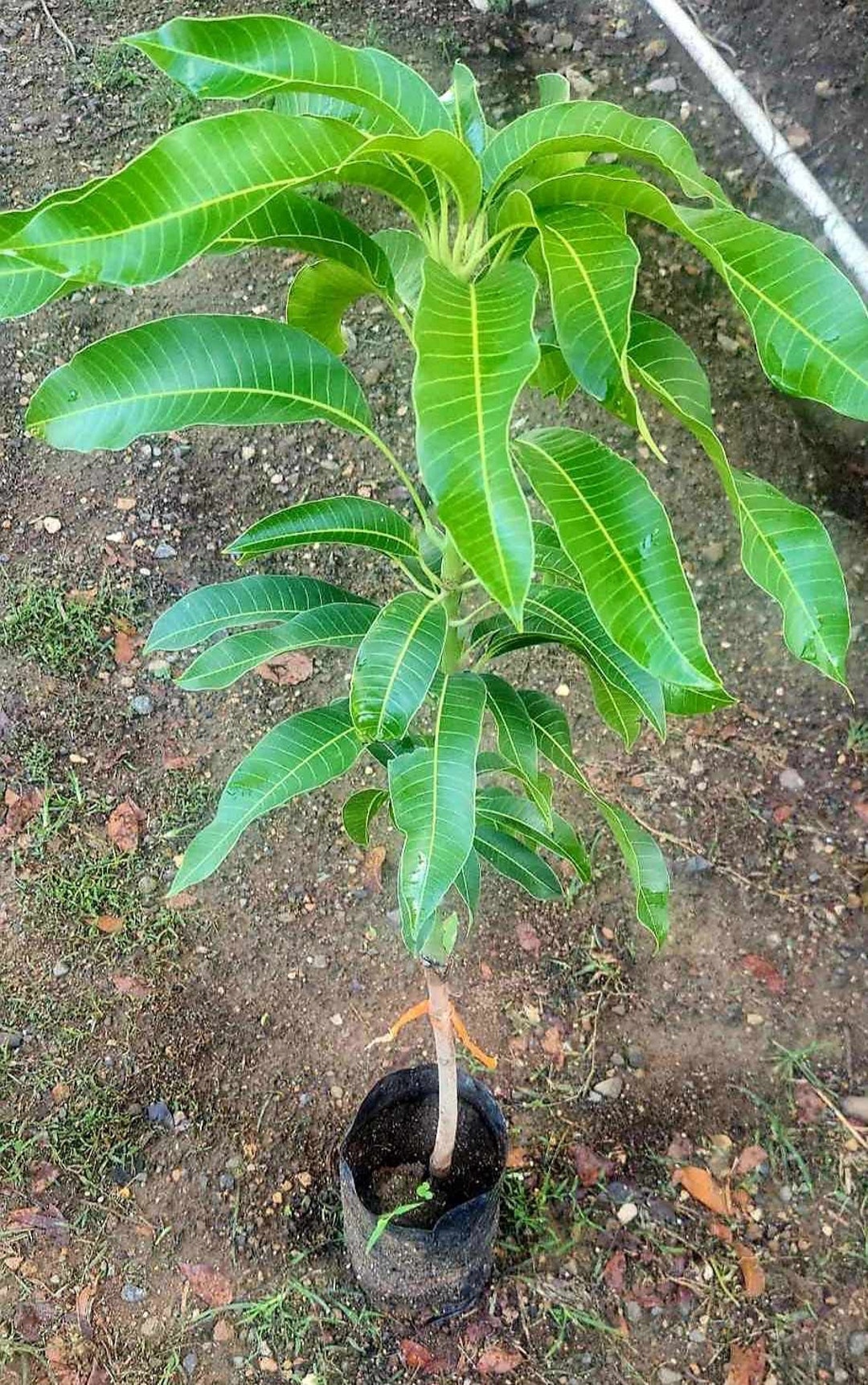 Giant Grafted Rapoza Mango Live Fruit Tree (3-4ft) (MANGIFERA Indica ...