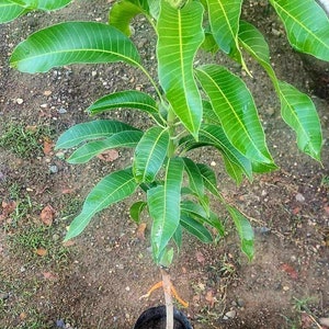 Giant Grafted Rapoza Mango Live Fruit Tree (3-4ft) (MANGIFERA Indica ...