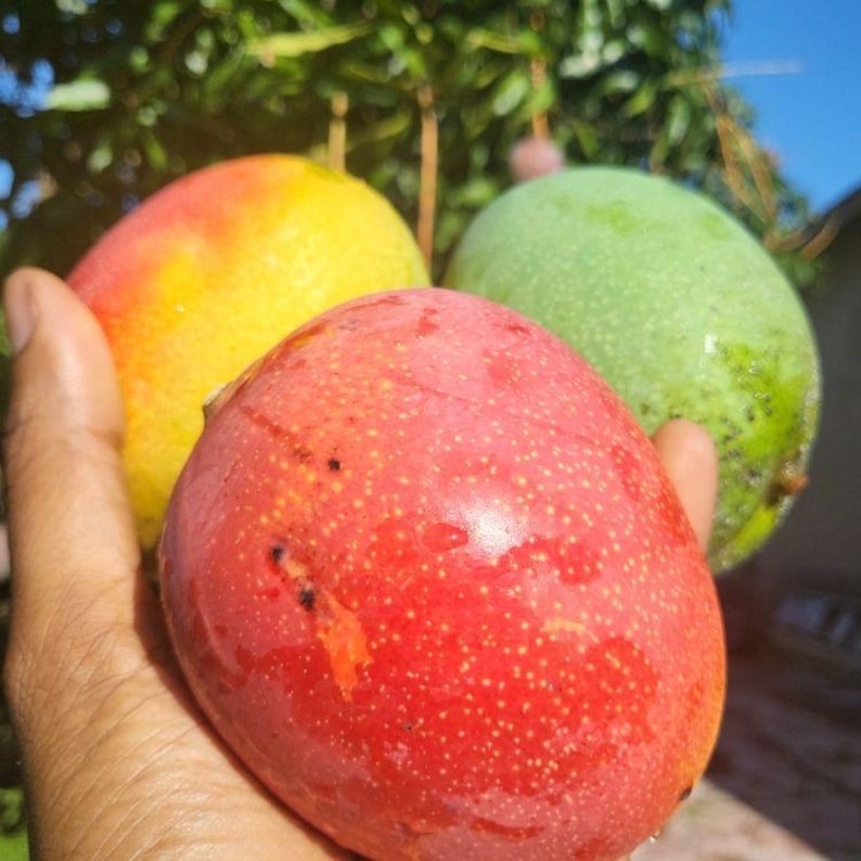 Giant Grafted Mango Haden (mangifera Indica) 3-4ft Live Fruit Tree ...