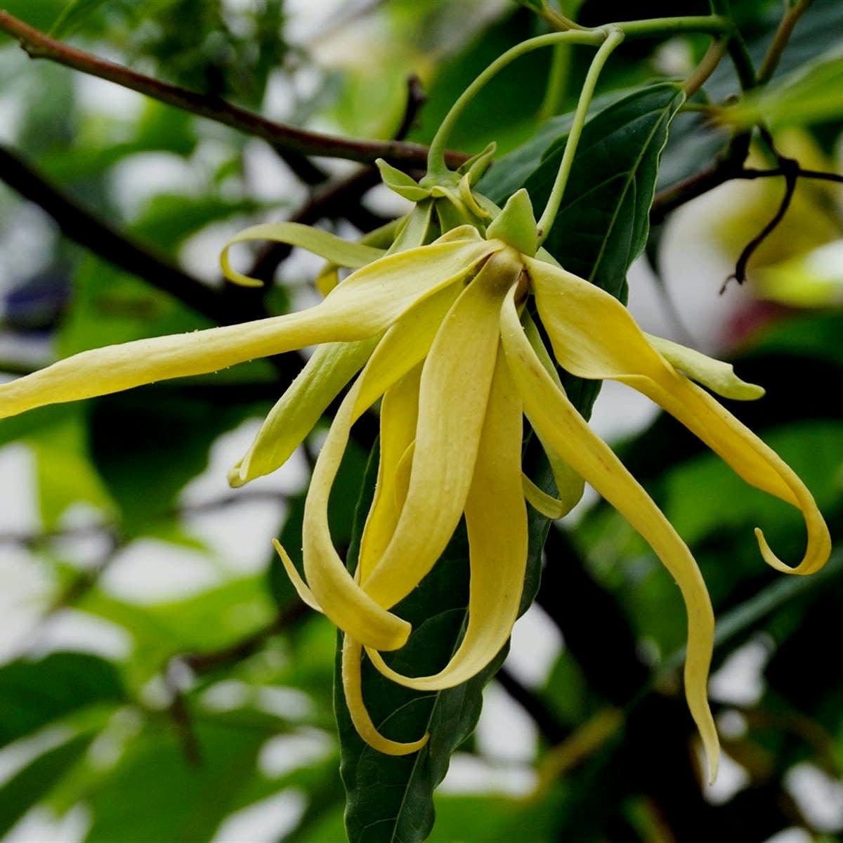 Ylang-ylang Live Tree (1-2 Ft) - Etsy
