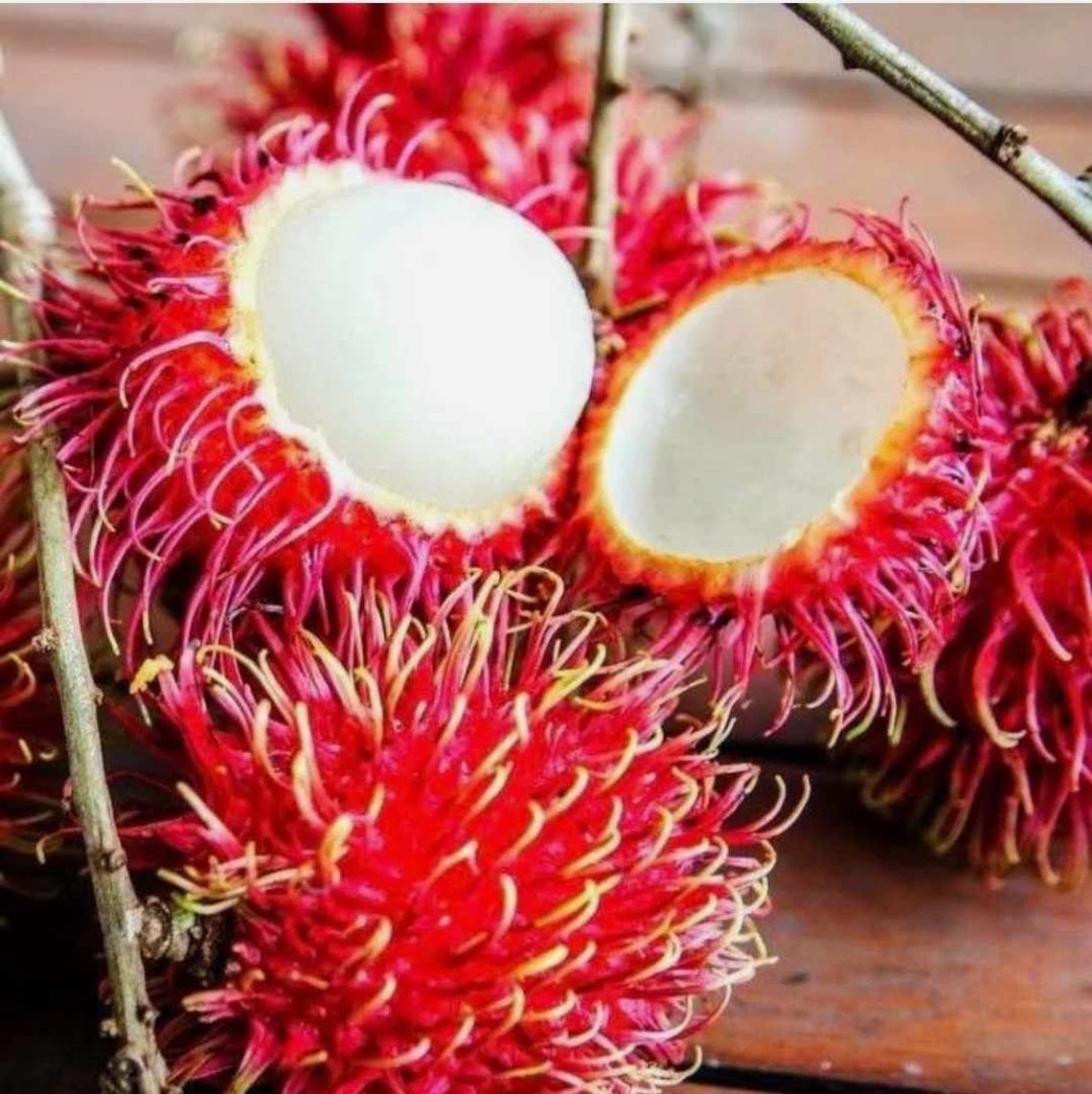Grafted Red Rambutan Tree Tropical (nephelium Lappaceum) Live Fruit ...