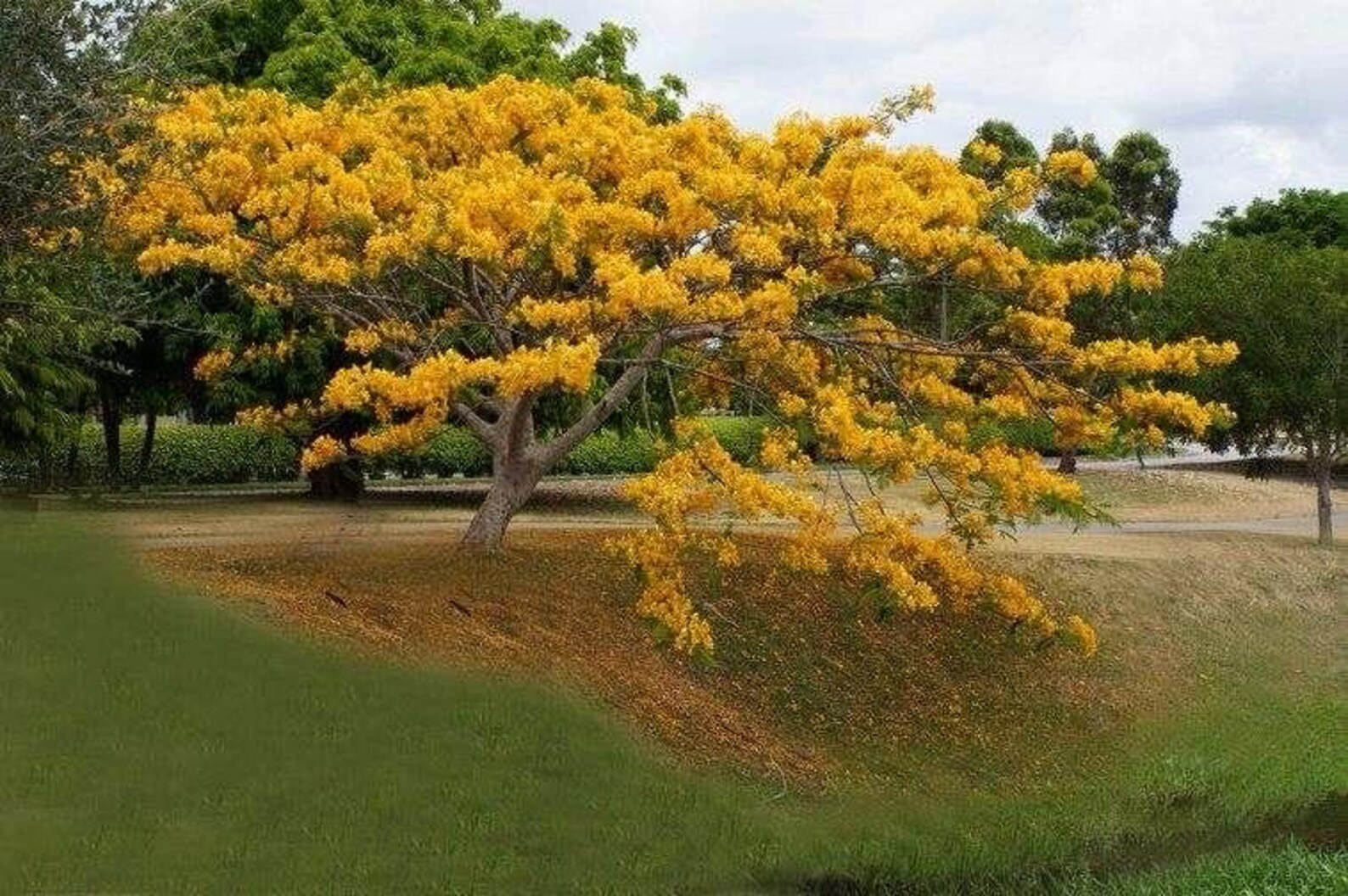 Tall Yellow Flamboyan/delonix Regia/ Live Tropical Flower Tree 2ft - Etsy