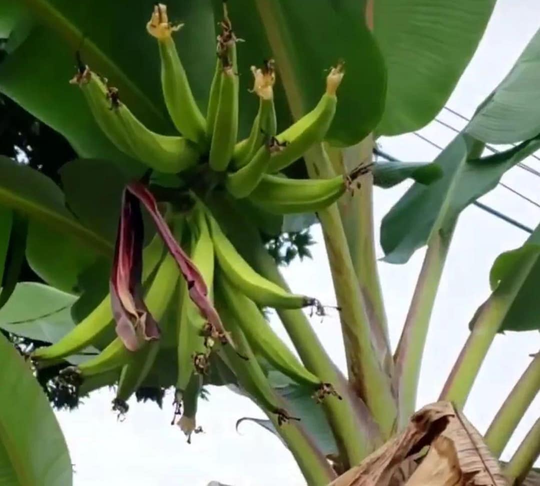 Rhino Horn Plantain (musa Acuminata Balbisiana) Fruit Plant /platano ...