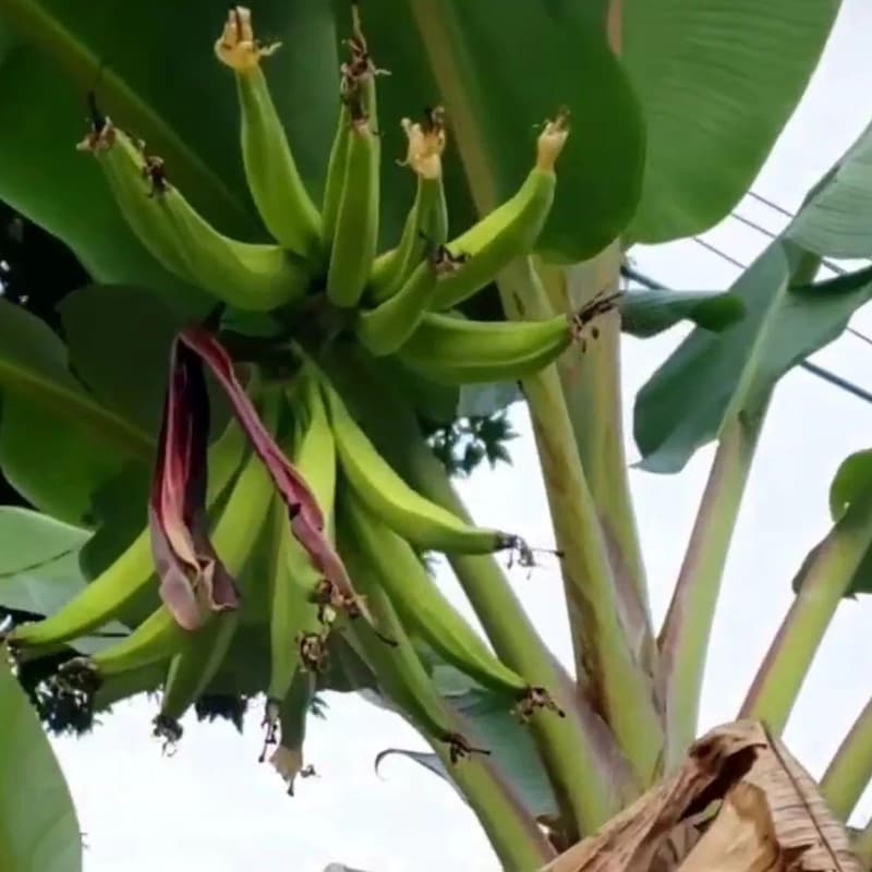 Musa Acuminata Tree - Etsy