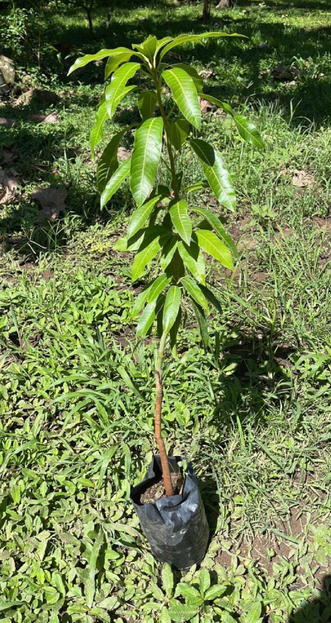 Grafted Nam Doc Mai Mango Tree: Early Fruiting Variety (2-3ft Tall) - Etsy