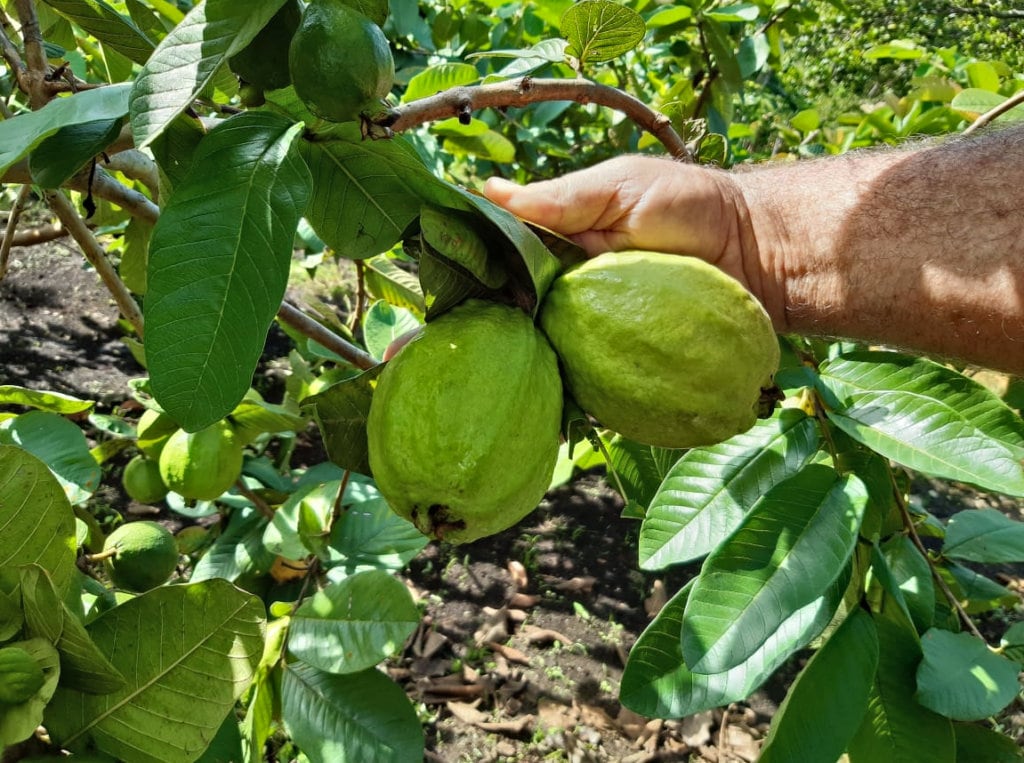 Old Giant Guayaba Garita “psidium” GUAVA LIVE Frui Tree (3ft-4ft) - Etsy