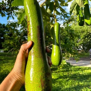 Tree Avocado Long Neck (perseamericana) Live Tree Fruit Cuello Largo ...