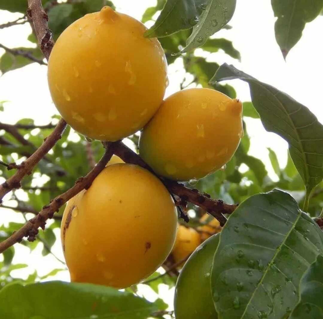 Abiu Fruit Tree: Yellow Caimito, Tropical Delight (10in to 24in) - Etsy