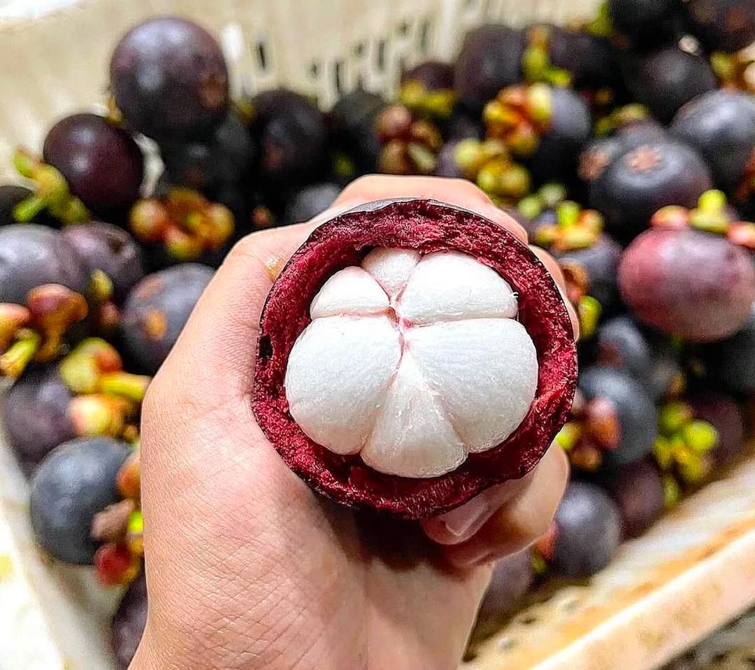 2ft Live Mangosteen Fruit Tree / Garcinia Mangostana - Etsy