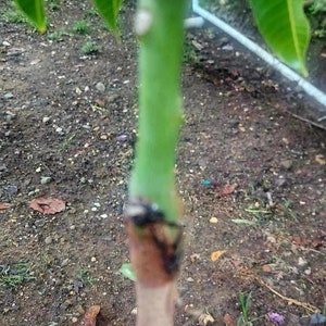 Giant Grafted Rapoza Mango Live Fruit Tree (3-4ft) (MANGIFERA Indica ...