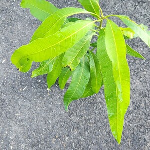 Seedling Julie Mango Live Fruit Tree (mangifera Indica). 1 Ft - Etsy