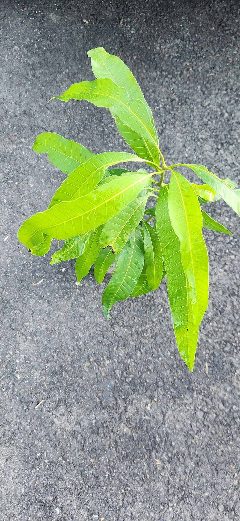 Seedling Julie Mango Live Fruit Tree (mangifera Indica). 1 Ft - Etsy