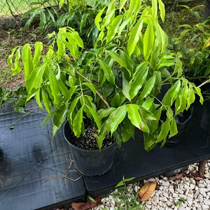 Grafted Lychee (litchi Chinensis) Lichi Tropical Live Fruit Tree (2-3ft ...
