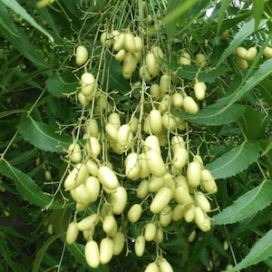 Neem (azadirachta Indica) Margosa Lila India Live Tree (10in - 24in) - Etsy