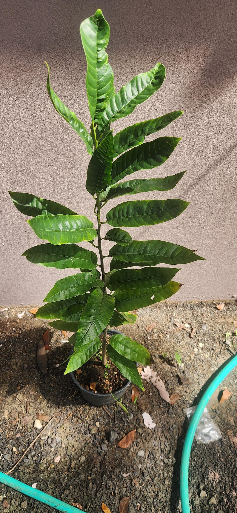 Rollinia (mucosa) Live Fruit Tree 10inch-20inch - Etsy
