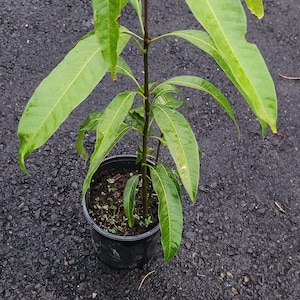 Mango Haden Seedling Live Fruit Tree 18inch-24inch(manglifera) - Etsy