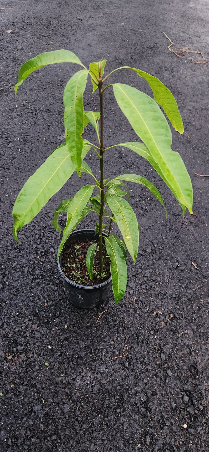 Mango Haden (manglifera) Árbol Frutal Vivo De 2 Pies De Altura - Etsy
