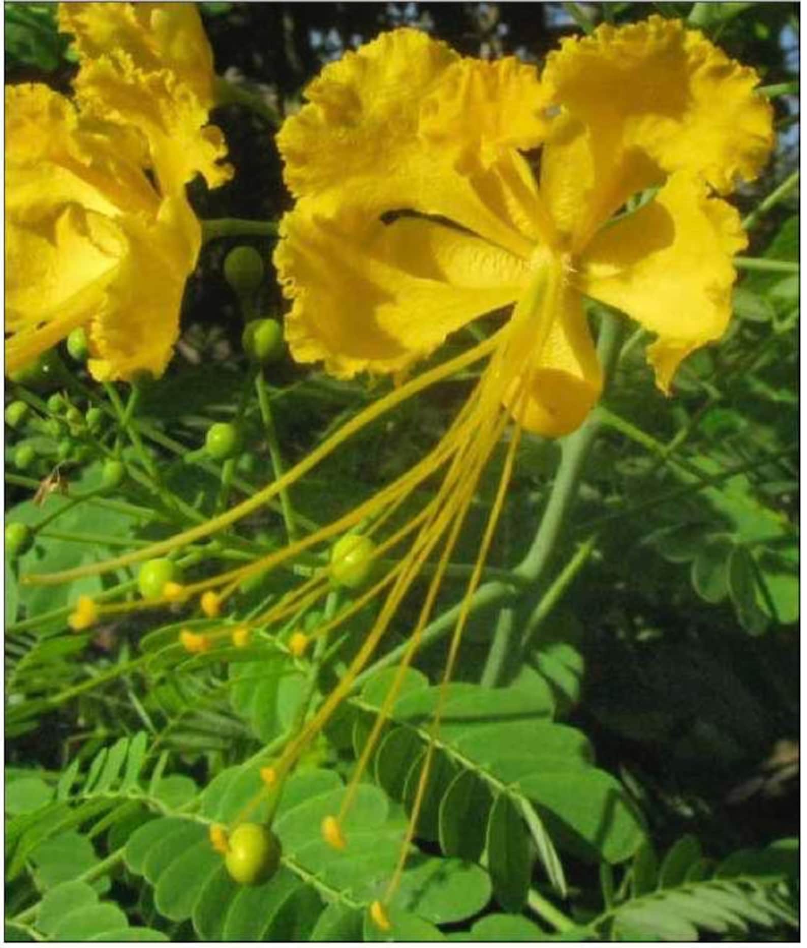 Tall Yellow Flamboyan/delonix Regia/ Live Tropical Flower Tree 2ft - Etsy