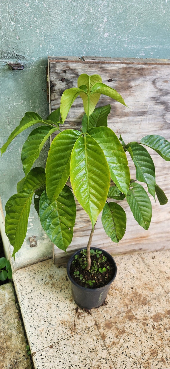 Santol Tree Lifespan