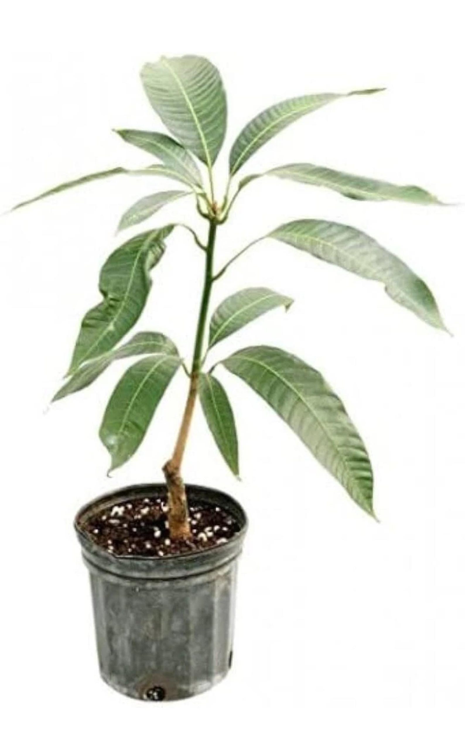 Lemon Zest Mango Tree Seedling: Sweet Tropical Fruit Tree (10-24in) - Etsy