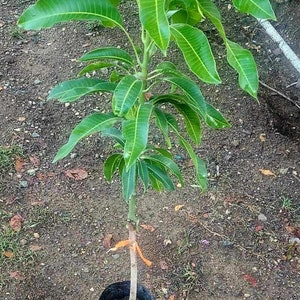 Giant Grafted Rapoza Mango Live Fruit Tree (3-4ft) (MANGIFERA Indica ...