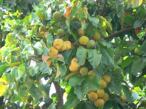 Santol Tree In English