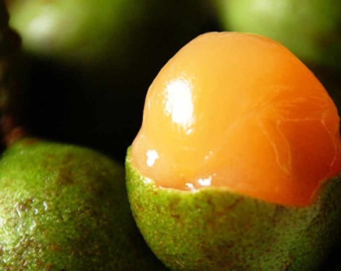 Spanish Lime Genip Guinep Ginepa Limoncillo Mamoncillo Fruit Seedling ...
