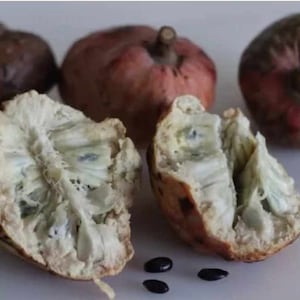Red Heart Custard Apple Tree: Exotic Annona Squamosa Live Fruit Tree ...