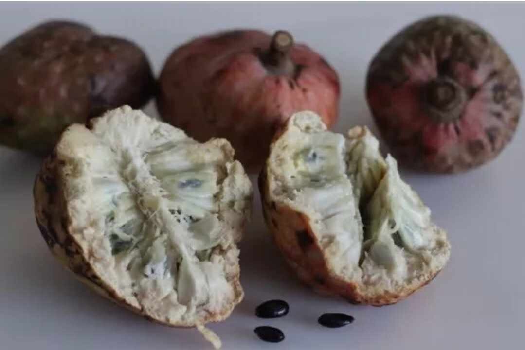 Red Heart Custard Apple Tree: Exotic Annona Squamosa Live Fruit Tree ...