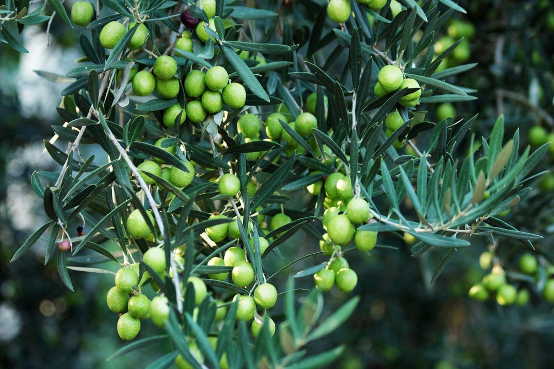 Tall Olive (olea Europaea) Aceituna Tropical Live Tree 2ft /aceituna ...