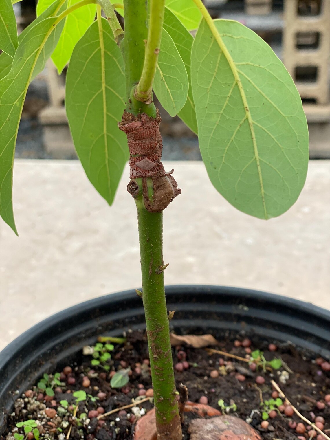Grafted Avocado Bacon (peresea Americana) Live Fruit Tree(1-2ft ...