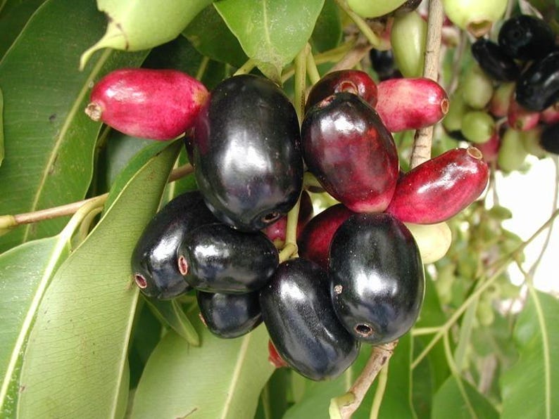 Jambolan/syzygium Cumini/ Luve Fruit Tree/ 10inch-24inch /plum Java ...